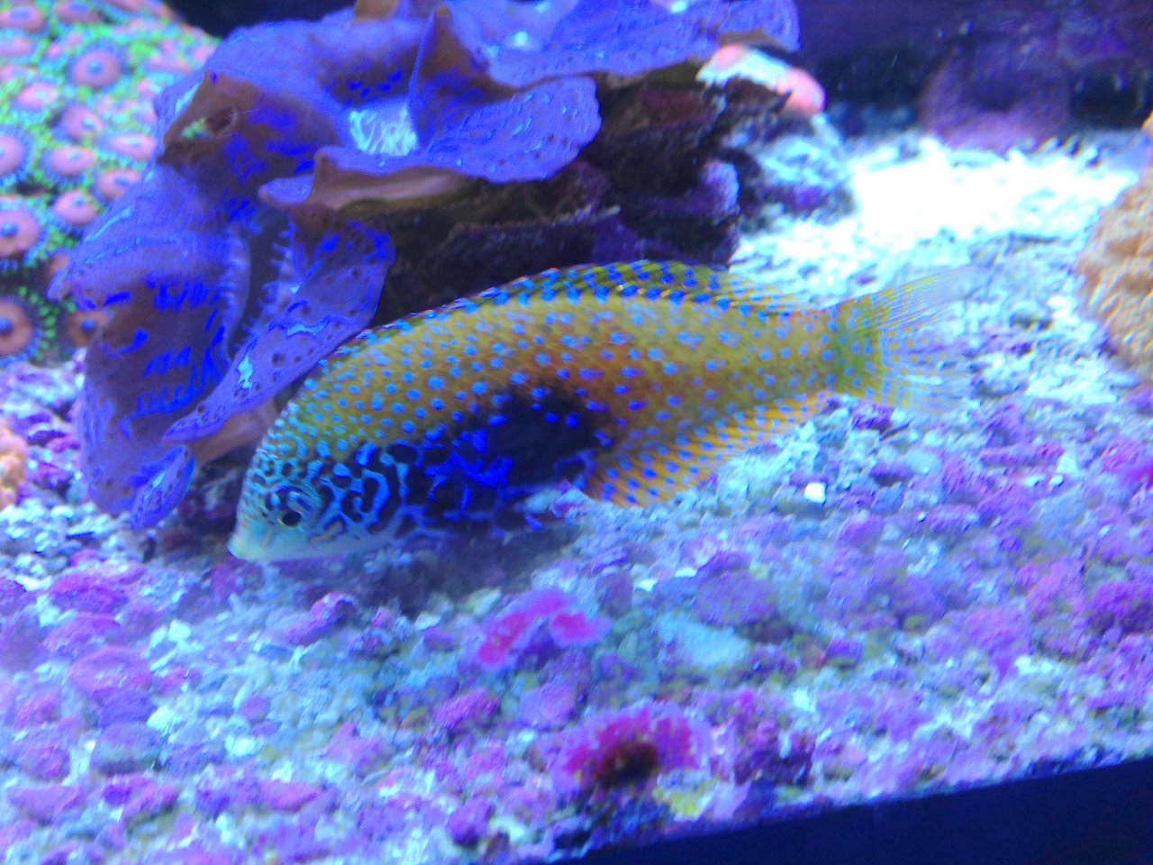 Lábridos :: Acuario MARINO